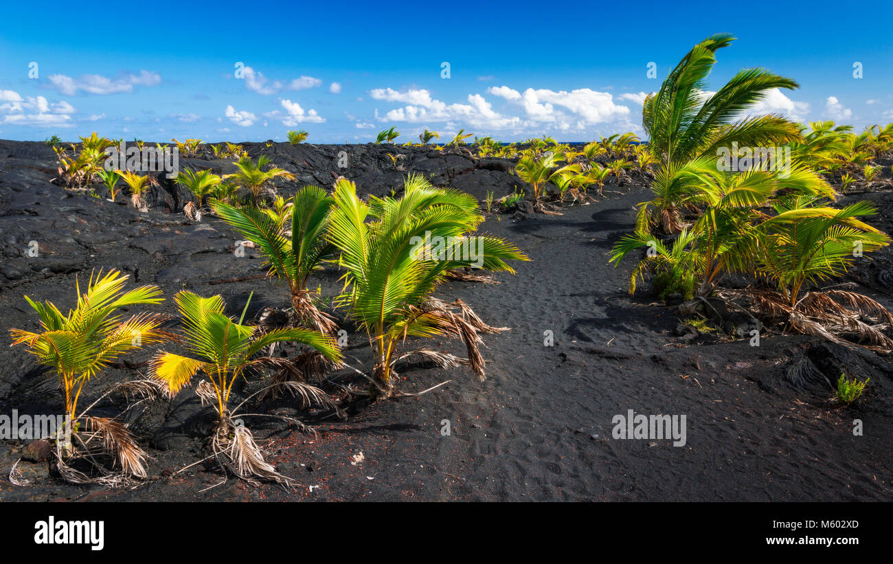 Kalapana black sand beach hi-res stock photography and images - Alamy