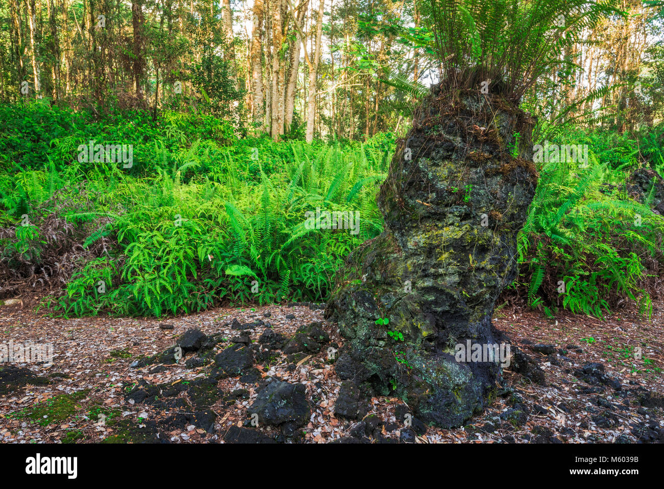 Lava tree molds, Lava Tree State Monument, The Big Island, Hawaii USA ...