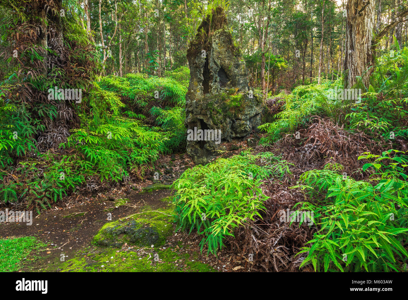 Lava tree molds, Lava Tree State Monument, The Big Island, Hawaii USA ...