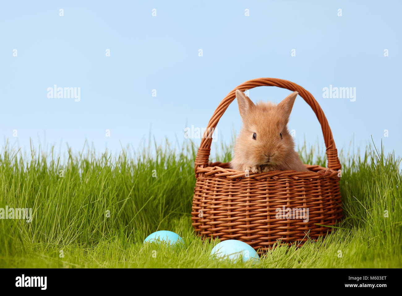 Cute ginger bunny rabbit in basket on grass lawn. Easter holiday ...