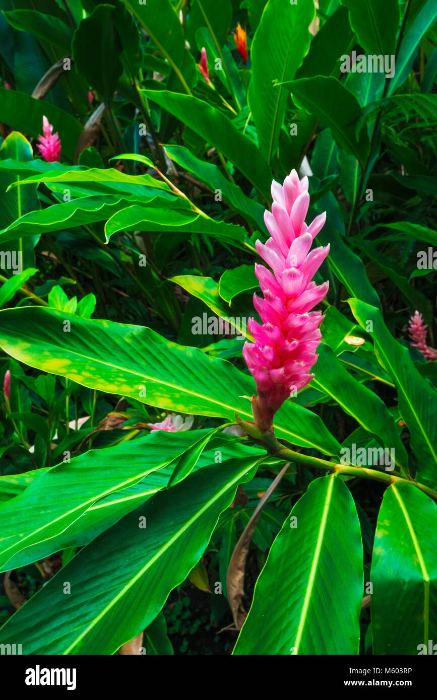 Pink ginger at Hawaii Tropical Botanical Garden, Hamakua Coast, The Big ...