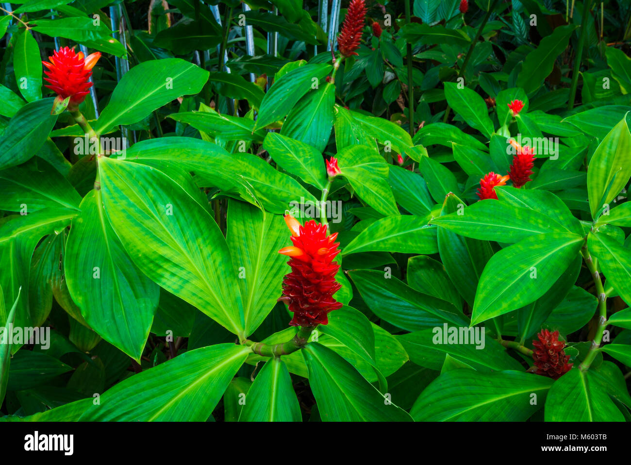 Red ginger at Hawaii Tropical Botanical Garden, Hamakua Coast, The Big ...