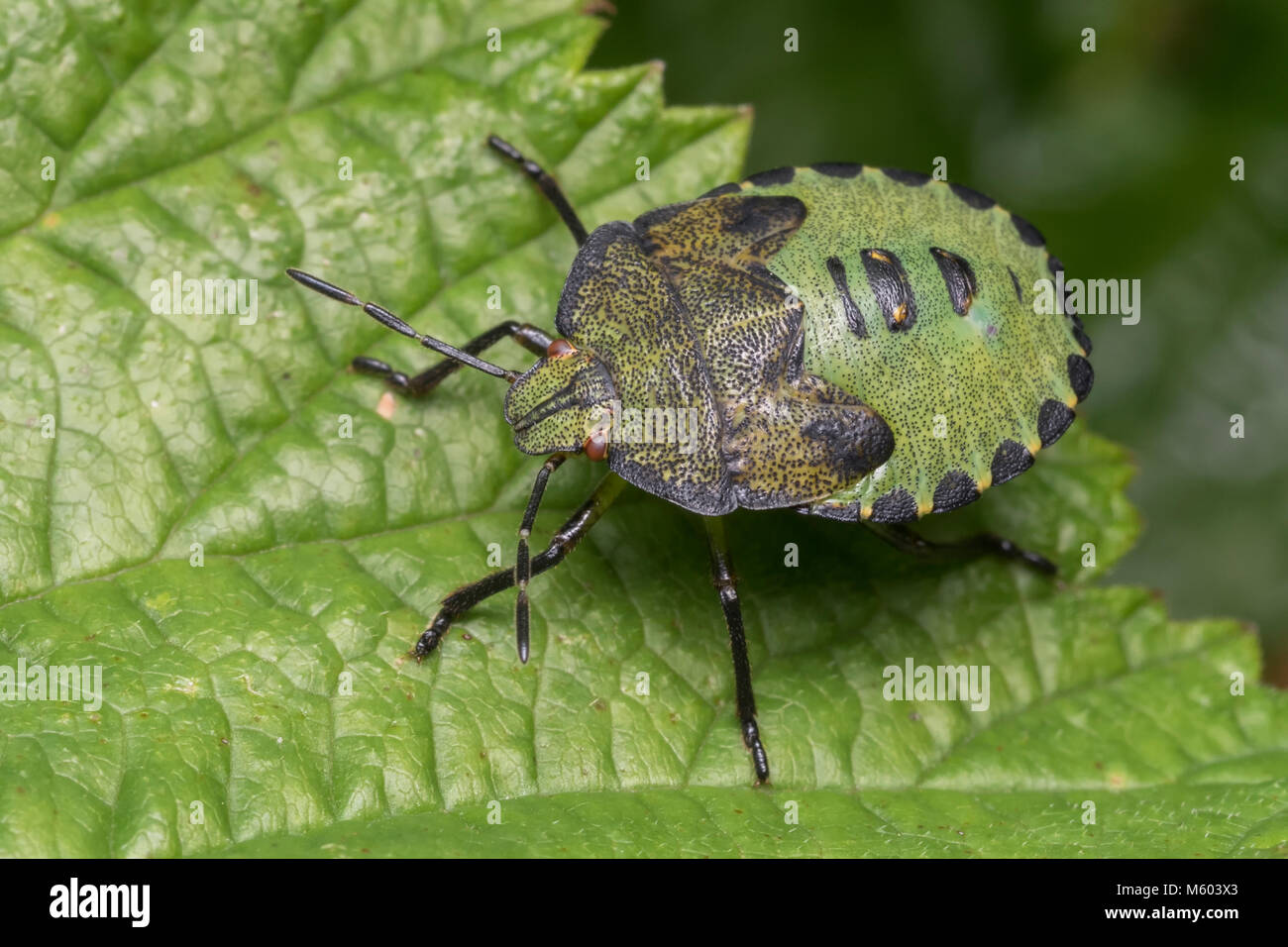 Shieldbugs hi-res stock photography and images - Alamy