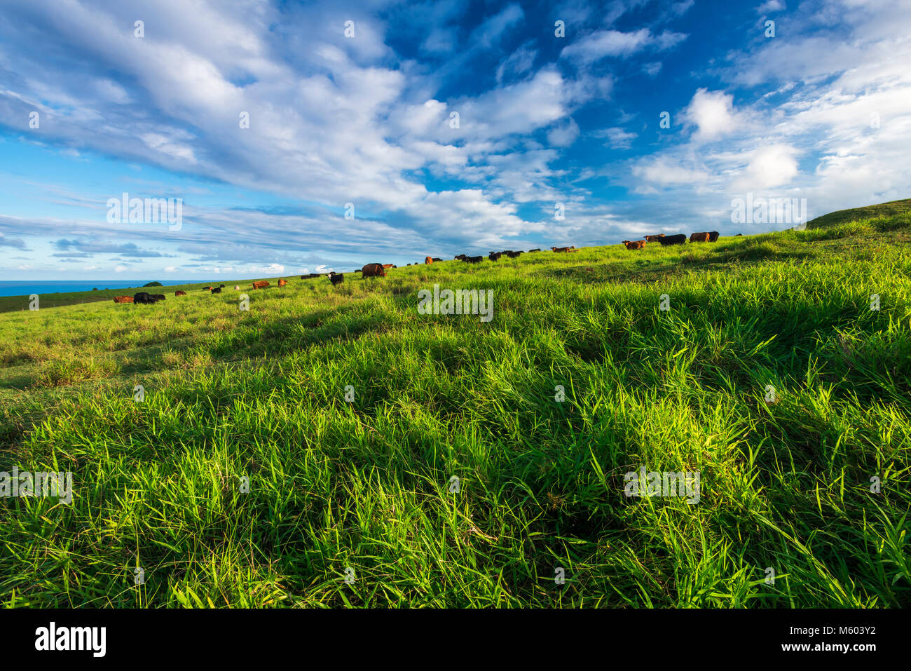 Cattle ranching hawaii hi-res stock photography and images - Alamy