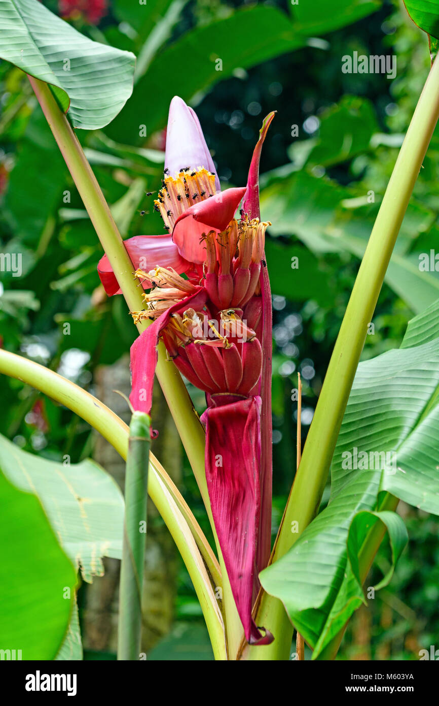 Banana tree flower hi-res stock photography and images - Alamy