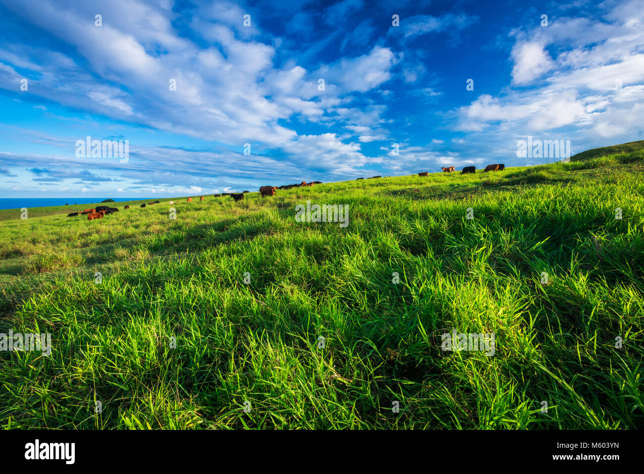 Cattle ranching hawaii hi-res stock photography and images - Alamy