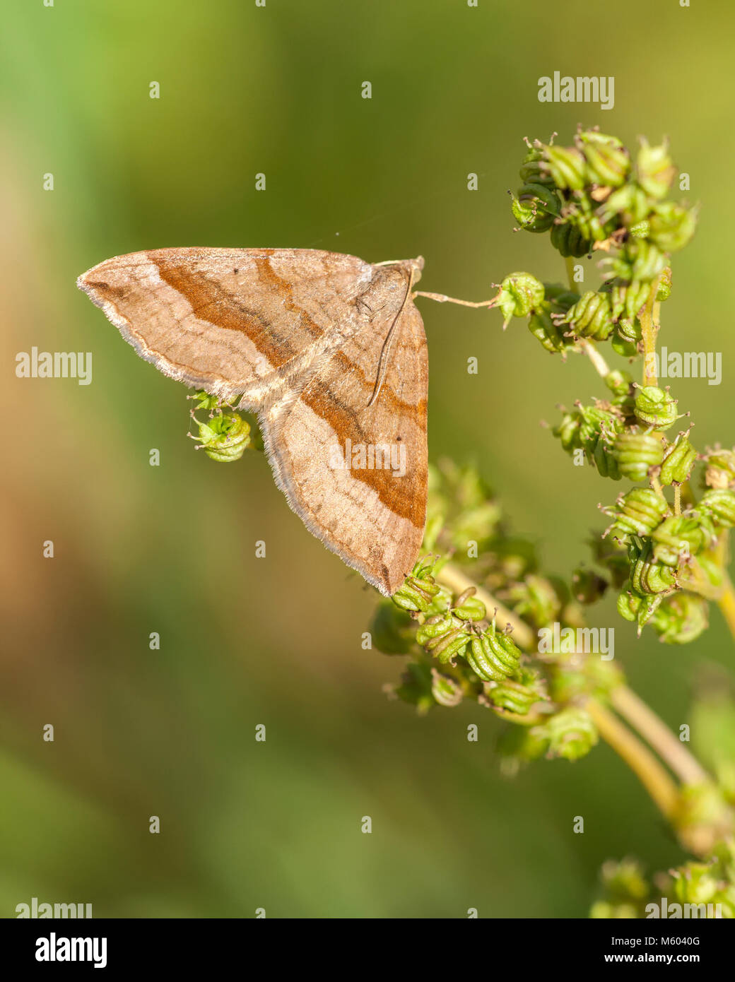 Shaded broad bar moth hi-res stock photography and images - Alamy