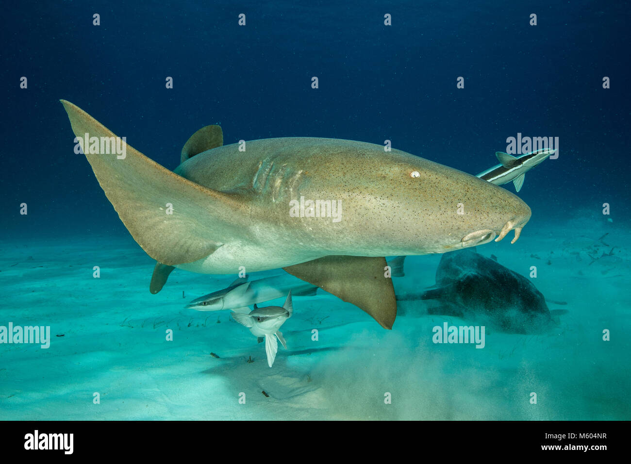 Nurse Shark, Ginglymostoma cirratum, Bimini, Bahamas Stock Photo - Alamy