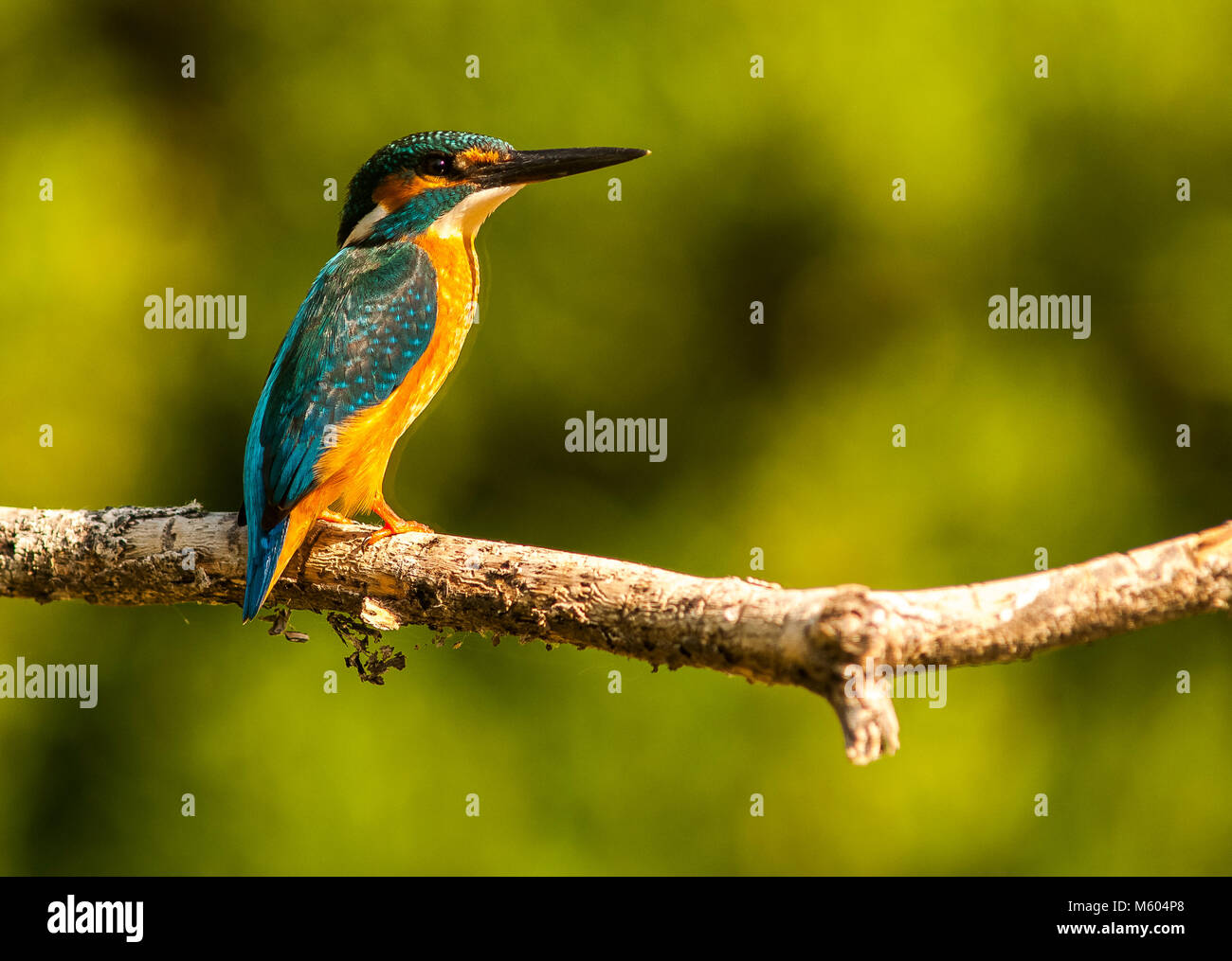 Kingfisher (Alcedo athis) perched in a branch Stock Photo - Alamy