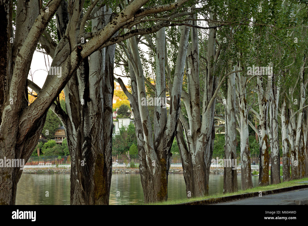 Bolleana poplar hi-res stock photography and images - Alamy