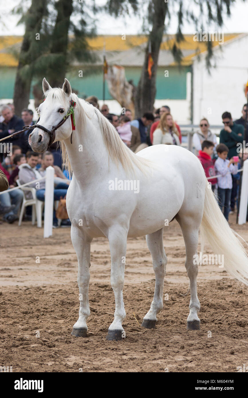 Hispano arabian stallion in a horse show Stock Photo - Alamy