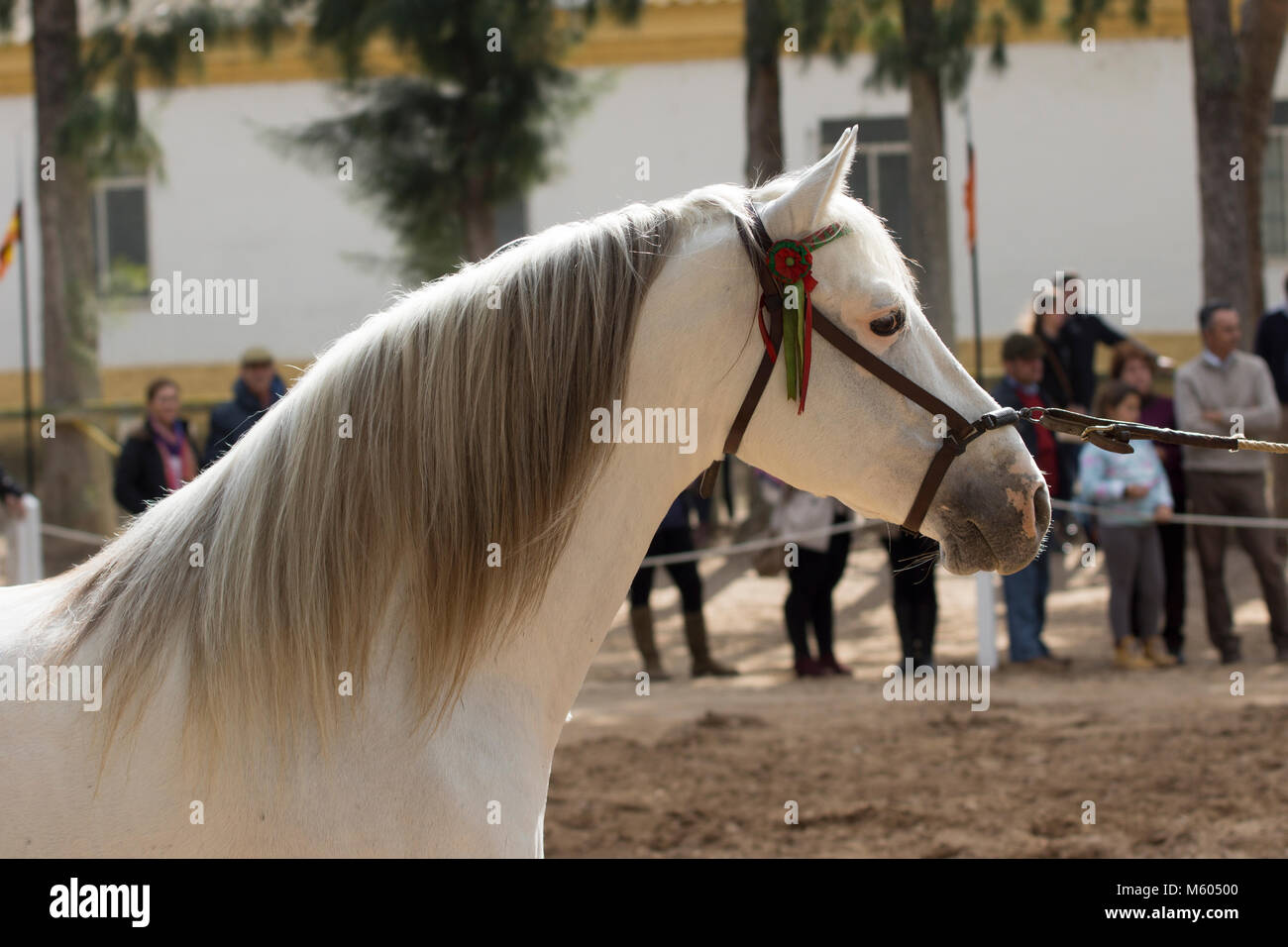 Arabian horse cross hi-res stock photography and images - Alamy