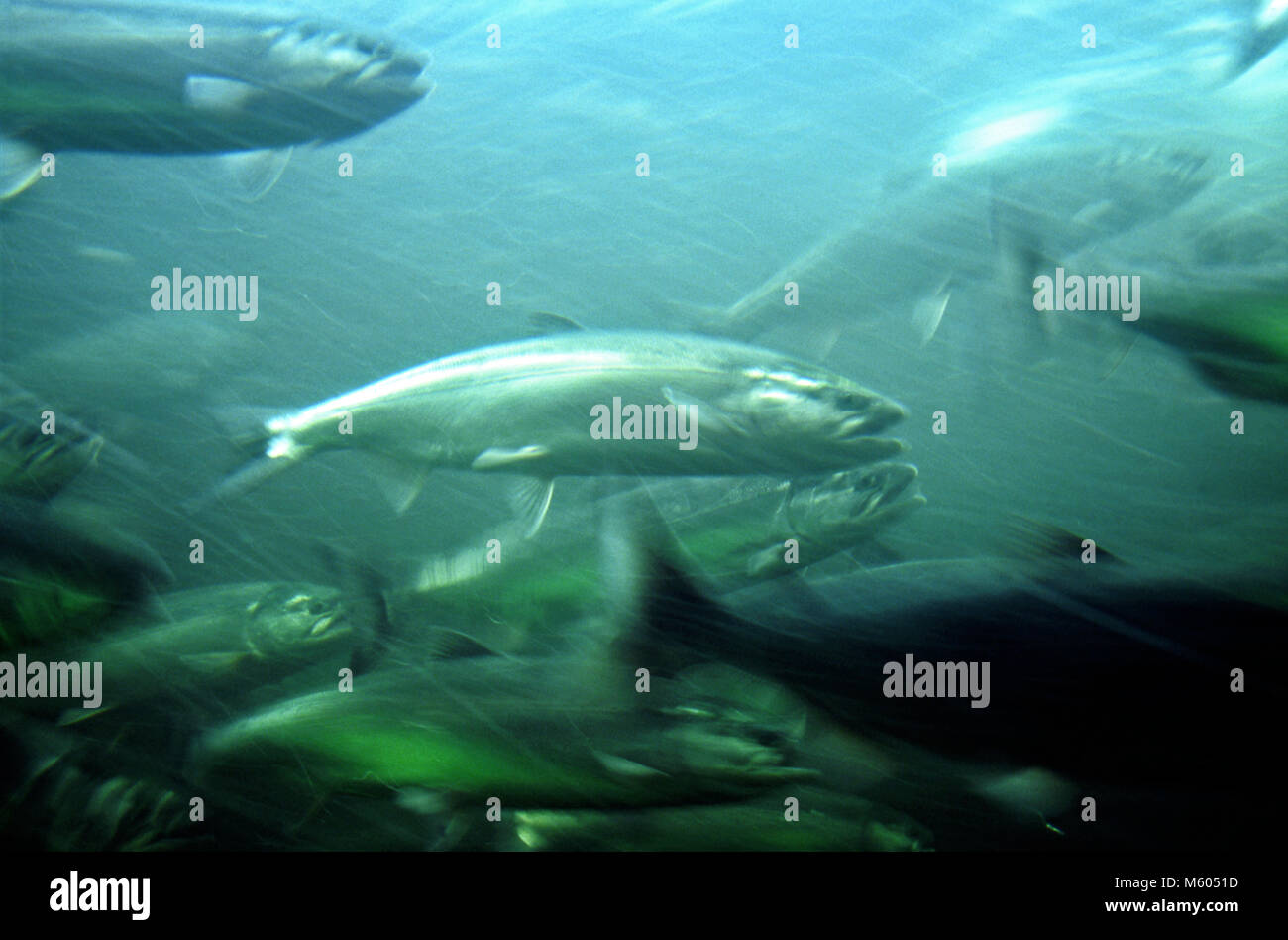 Salmon fish ladder hi-res stock photography and images - Alamy