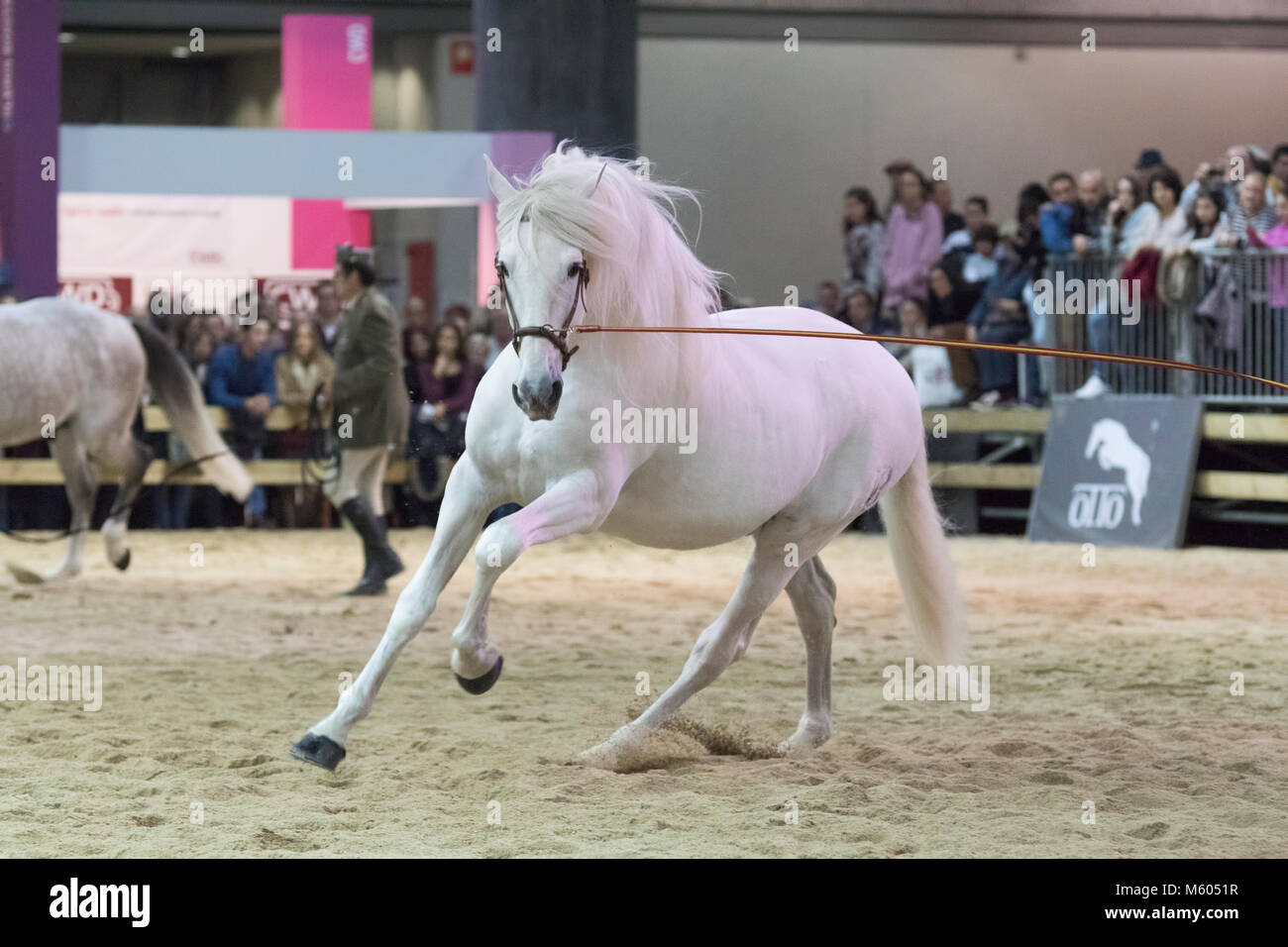 A legendary spanish stallion Digital Stock Photo - Alamy