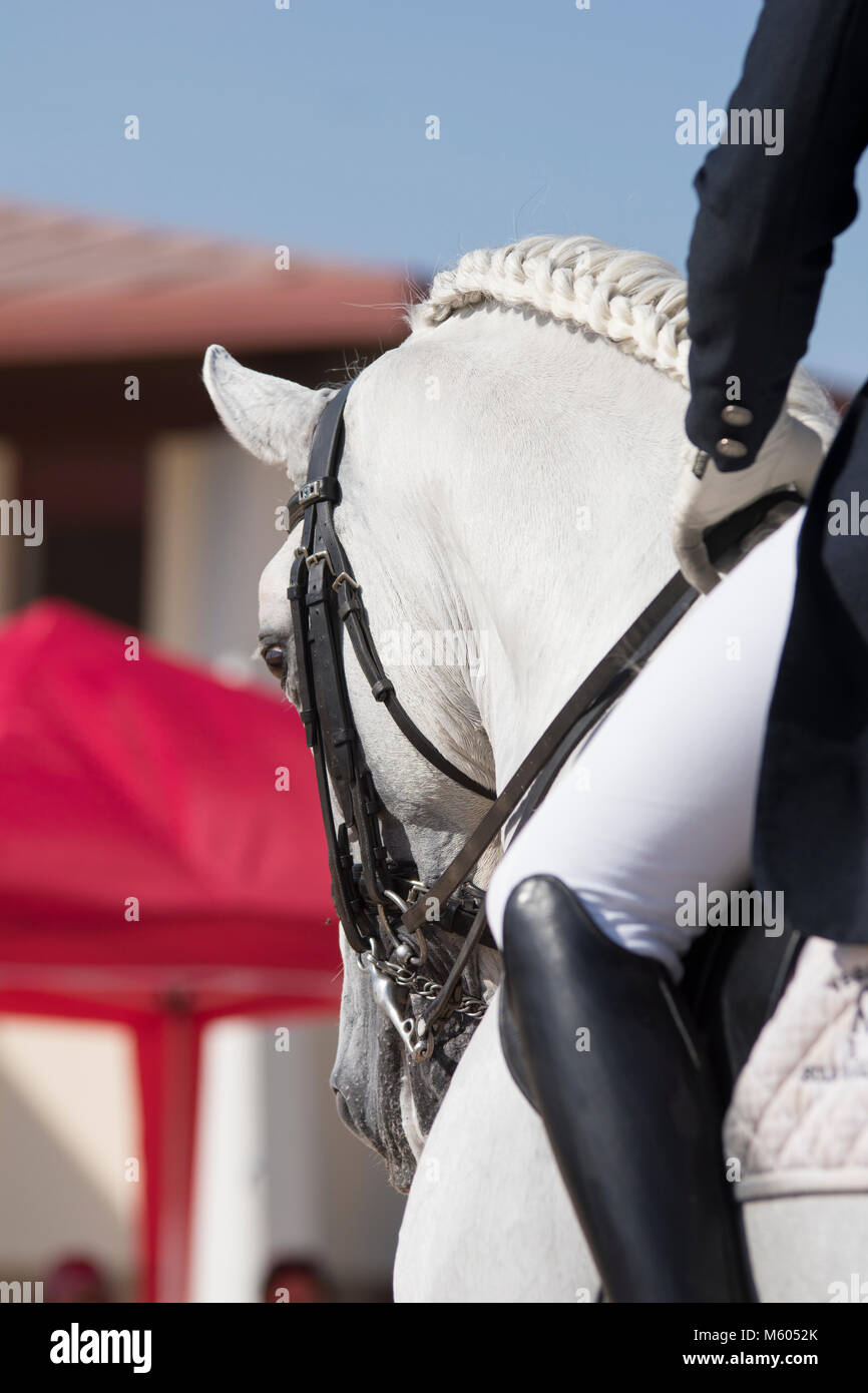 Dressage Horse Competition Stock Photos & Dressage Horse Competition ...