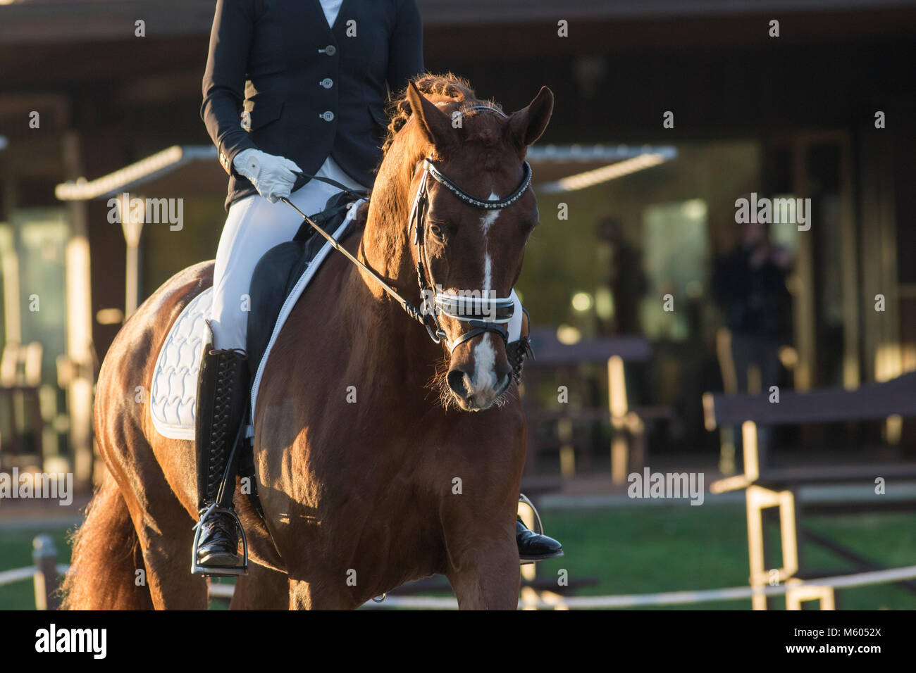 Warmblood horse ceompeting in dressage Stock Photo - Alamy