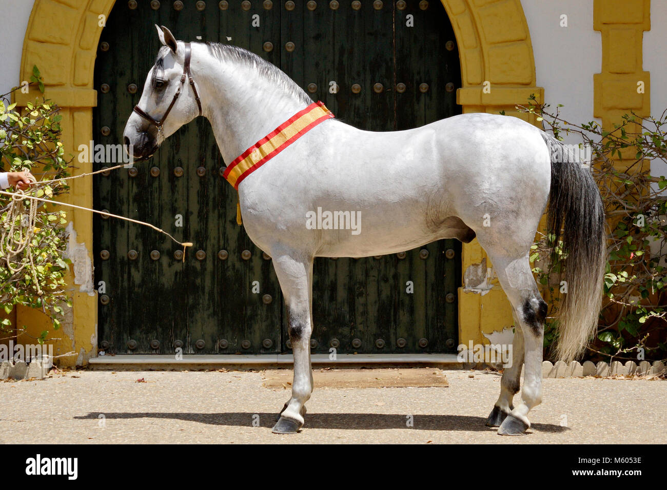 Dark Grey Arabian Stallion
