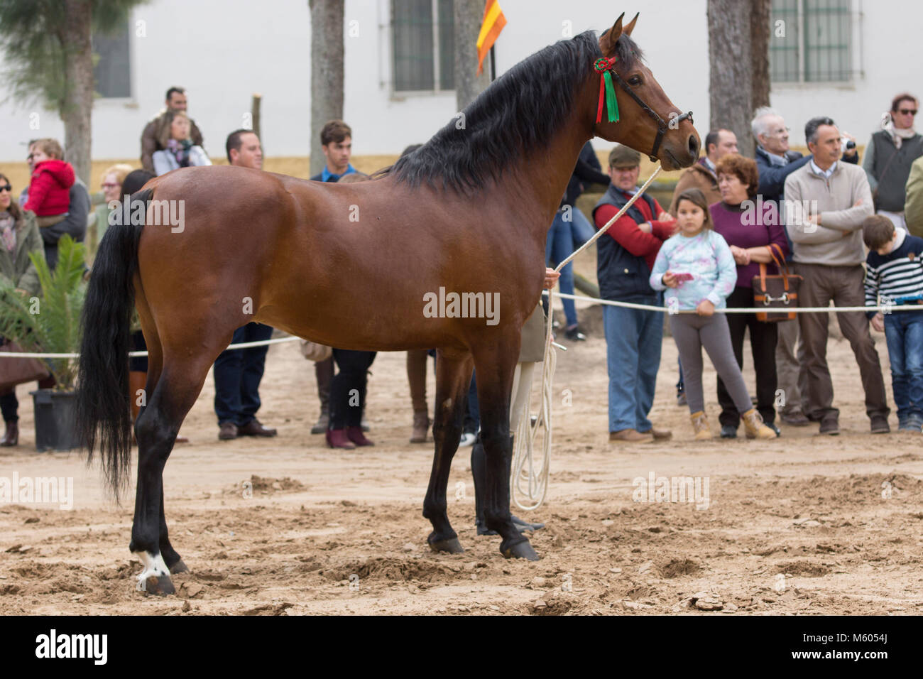 Arabian horse cross hi-res stock photography and images - Alamy