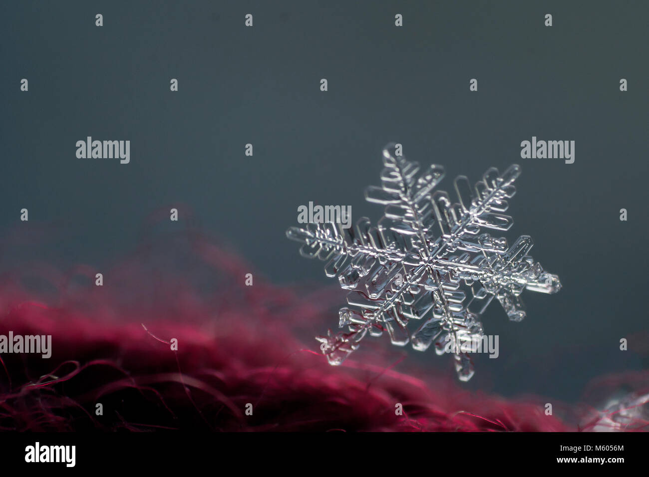 Real snowflake hi-res stock photography and images - Alamy