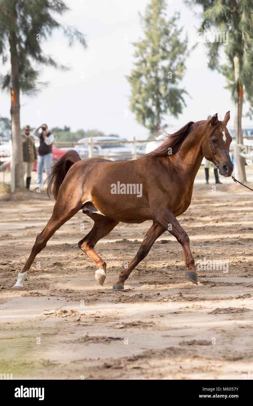 Legendary pure spanish arabian stallion Ramalazo Stock Photo - Alamy