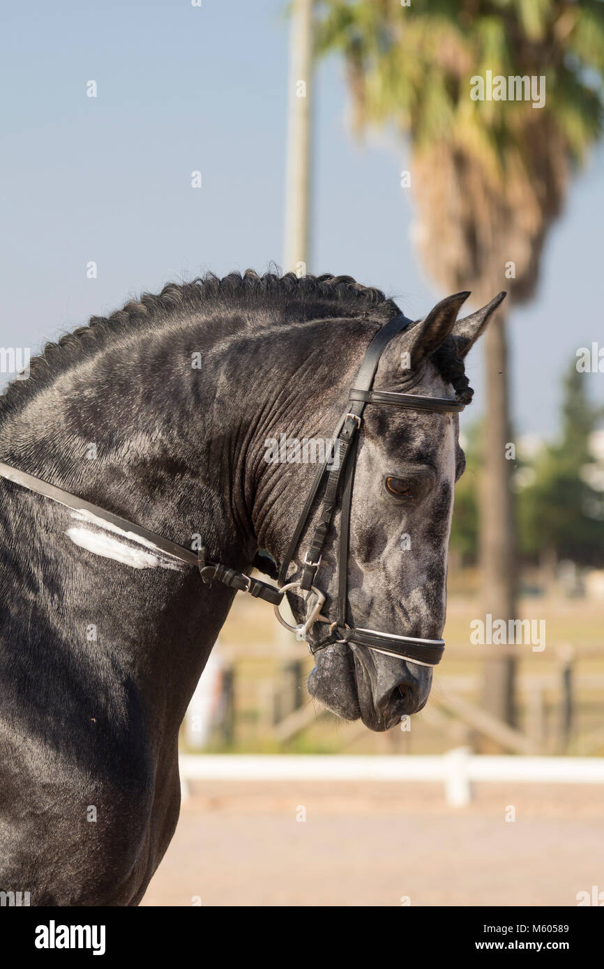 Carthusian horse competing in dressage Stock Photo - Alamy