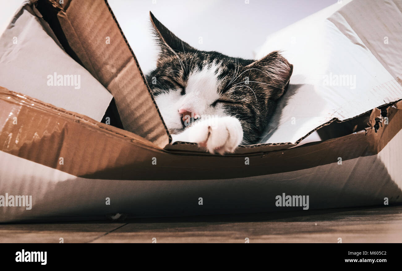 Cats at home Stock Photo - Alamy