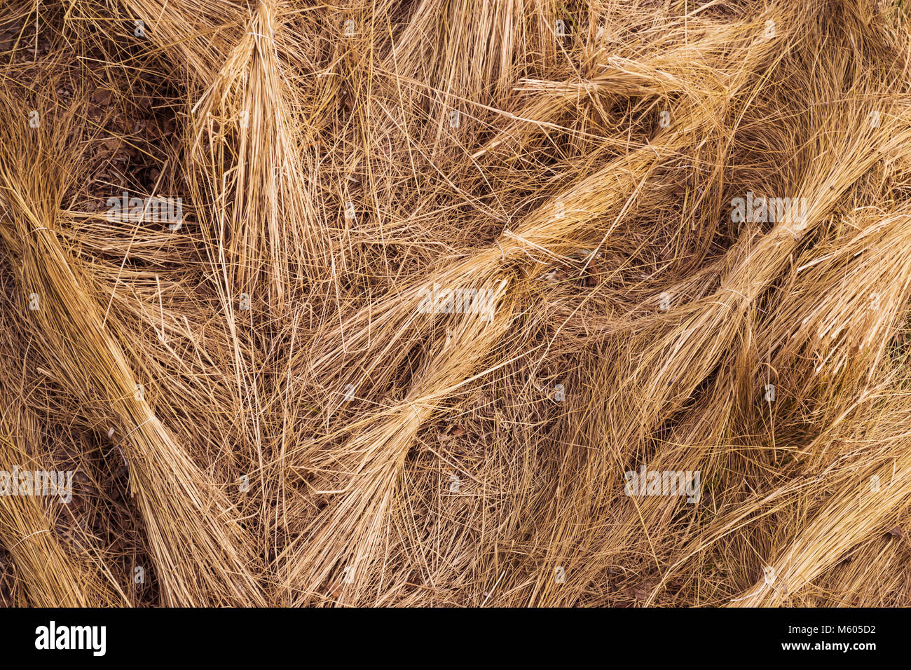 Dry yellow grass Stock Photo - Alamy
