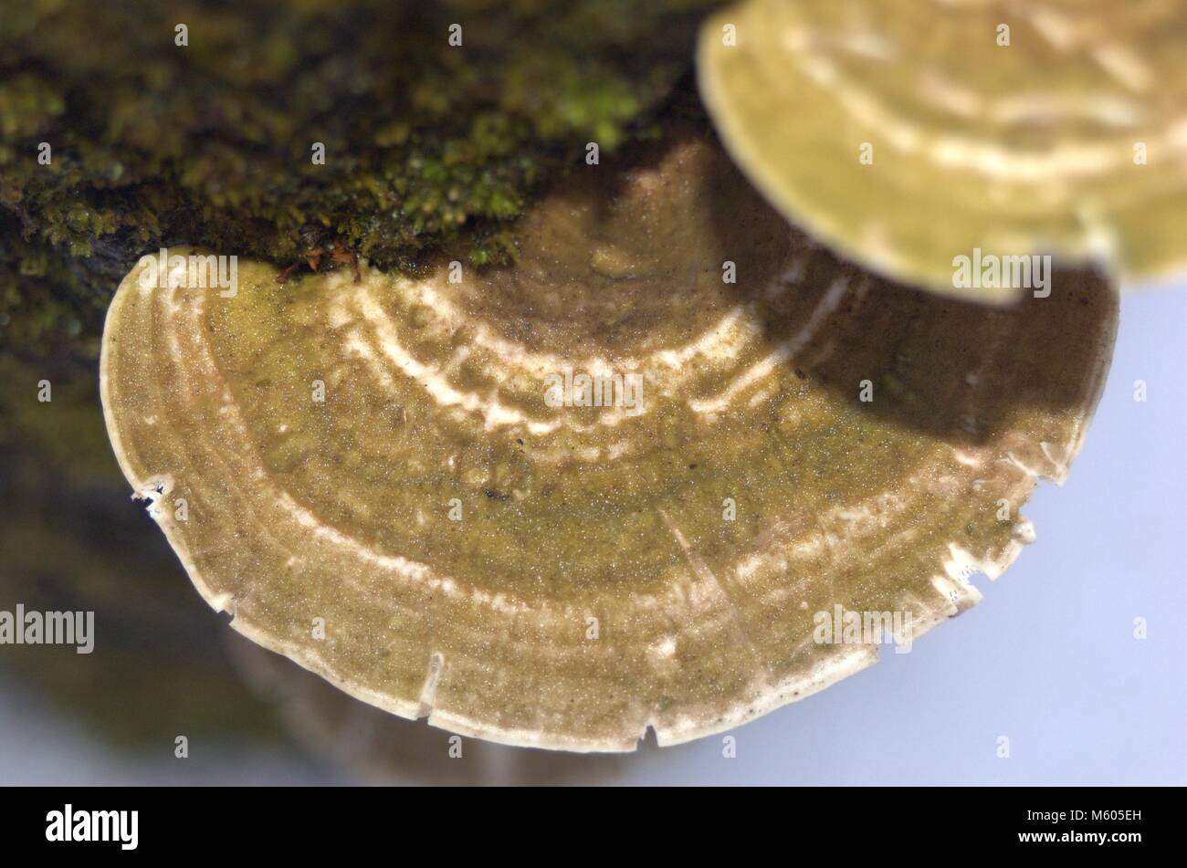 Heber conservation area hi-res stock photography and images - Alamy