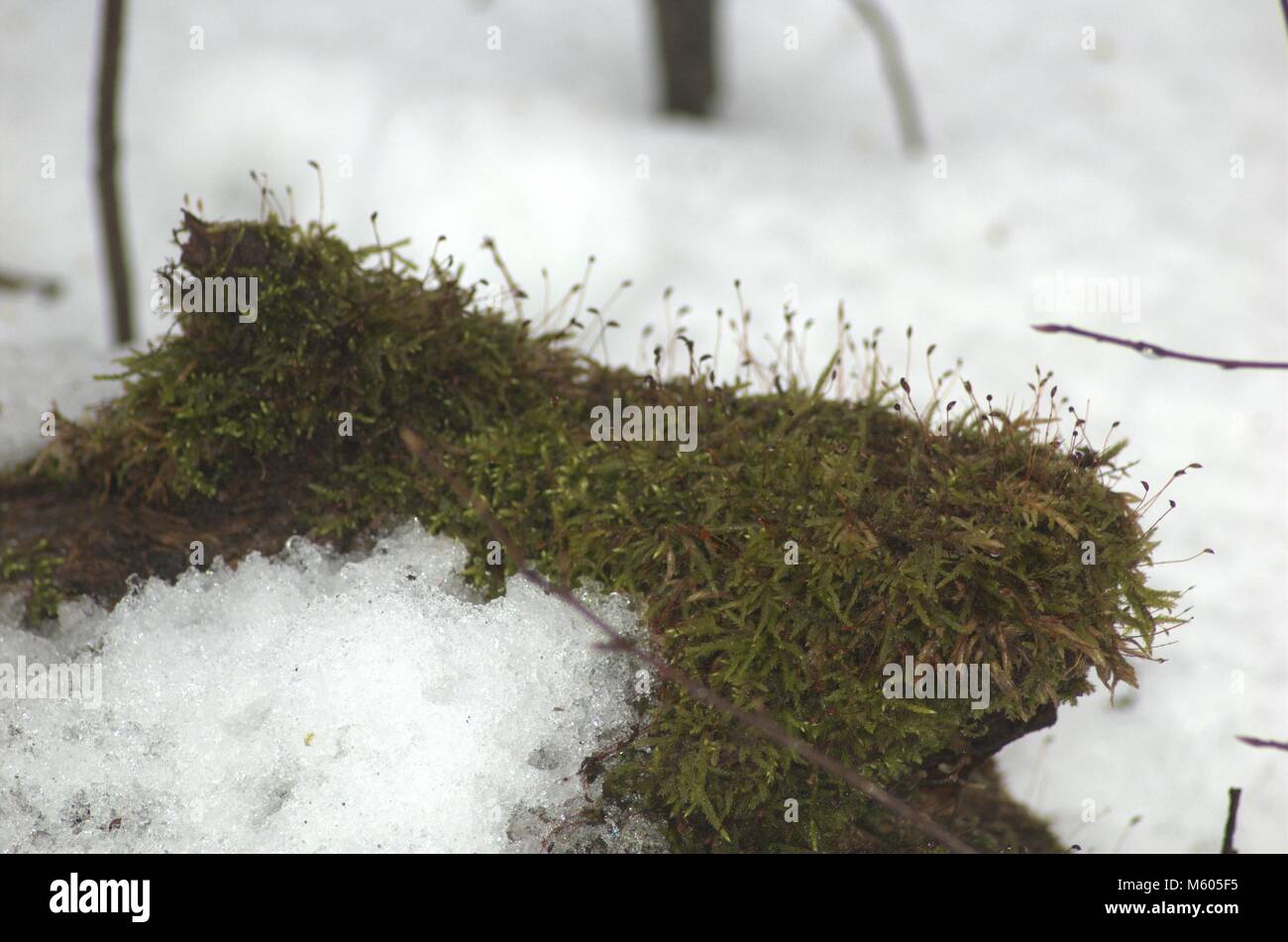 Heber conservation area hi-res stock photography and images - Alamy