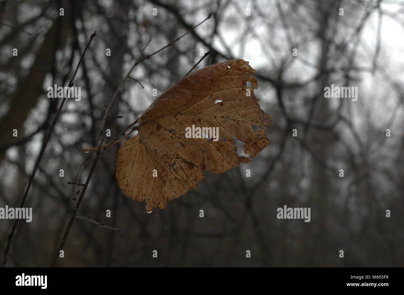 Heber Down Conservation Area in Whitby Ontario Stock Photo - Alamy