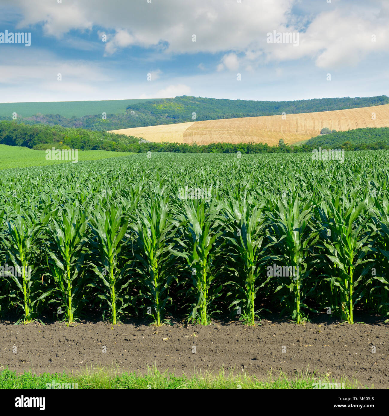 Corn field in the picturesque hills and white clouds in sky Stock Photo ...