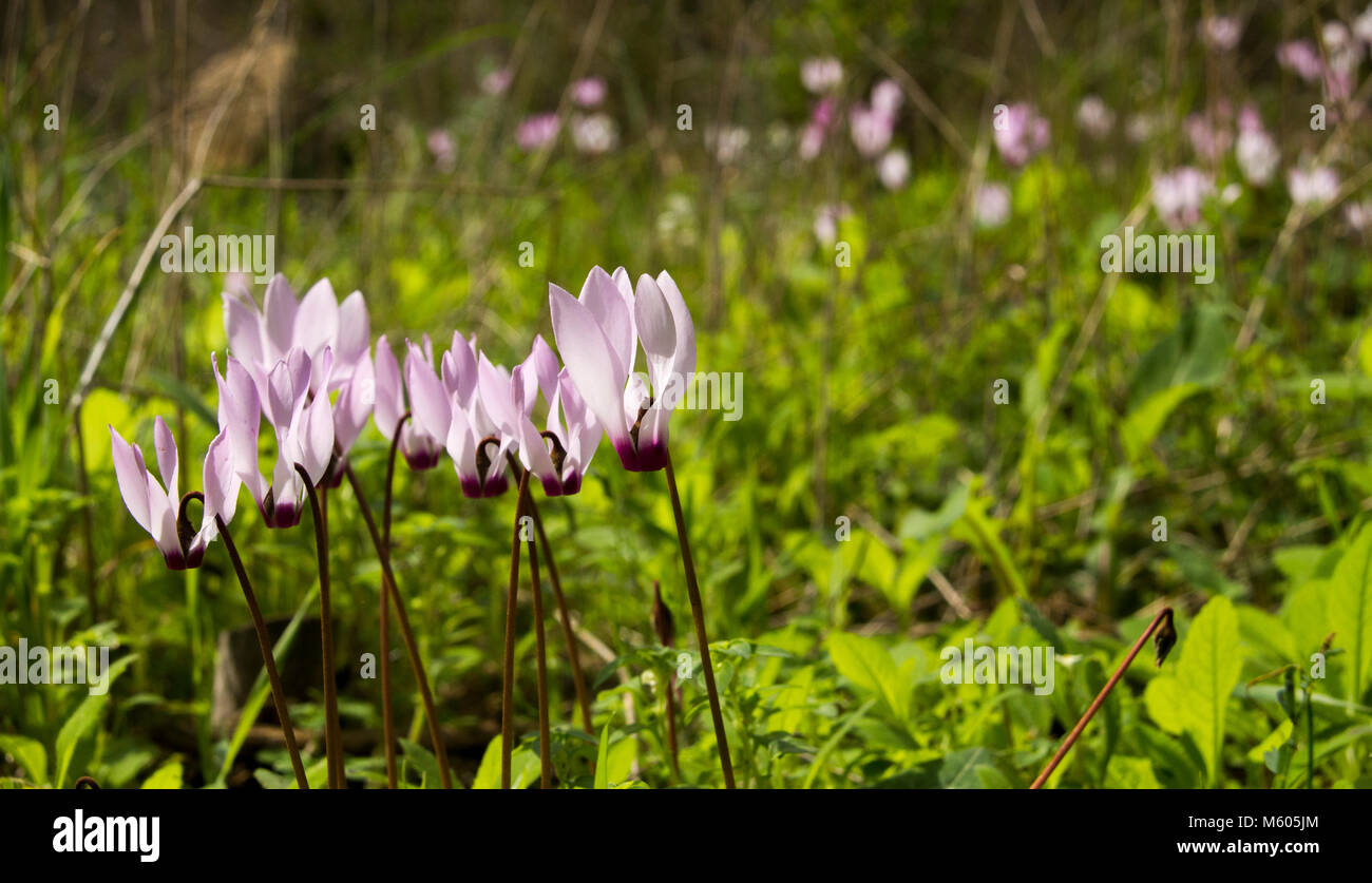Wild cyclamens close up.Cyclamen hederifolium in spring forest Stock ...