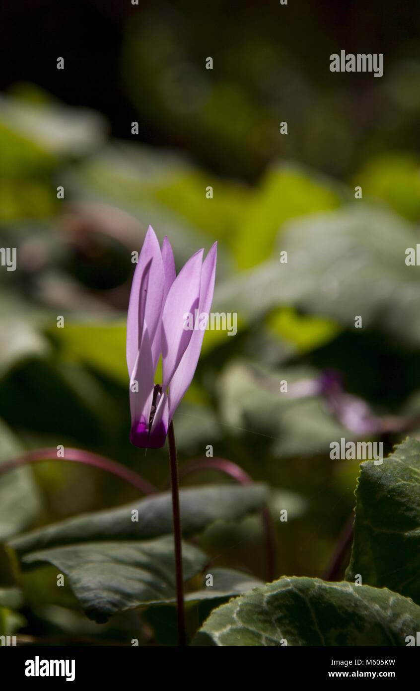 Single Wild cyclamen close up.Cyclamen hederifolium in spring forest ...