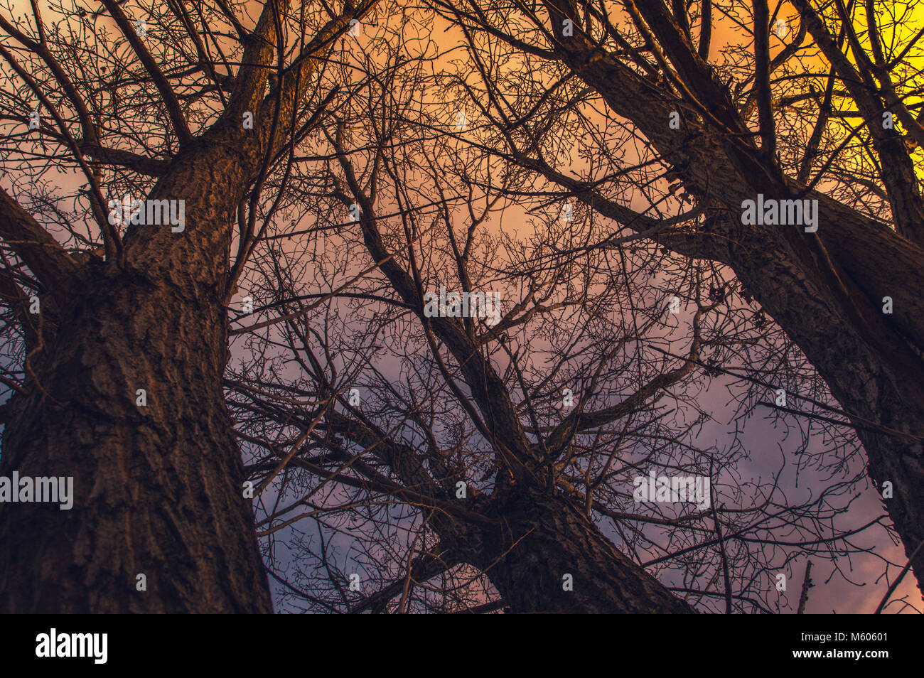 Bare trees, from the bottom to the top view, with colorful background ...