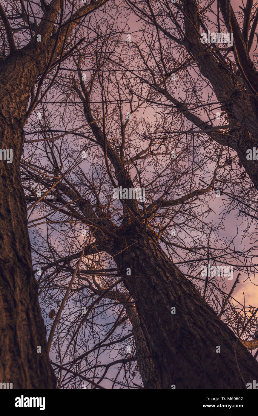 Bare trees, from the bottom to the top view, with colorful background ...