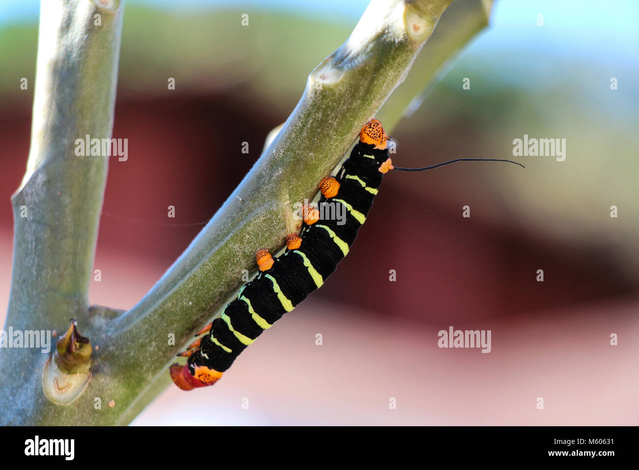 Caterpillar Climbing the Tree Stock Photo - Alamy