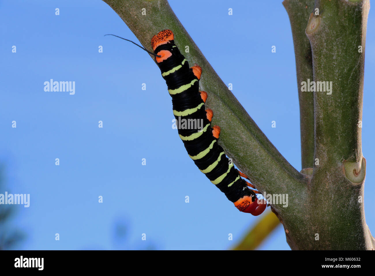 Caterpillar Climbing the Tree Stock Photo - Alamy