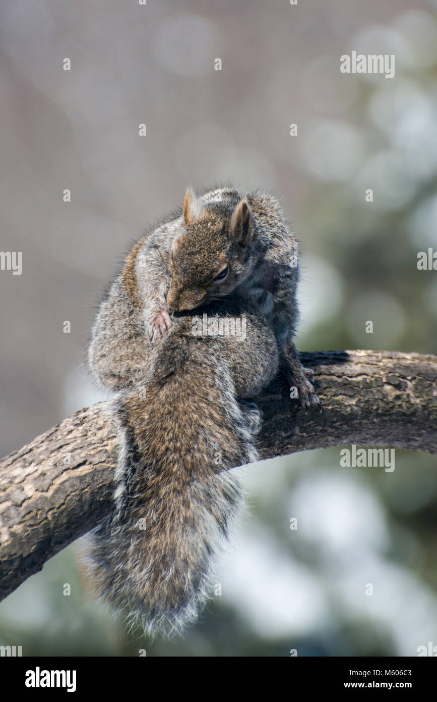 Grey squirrel tree hi-res stock photography and images - Alamy