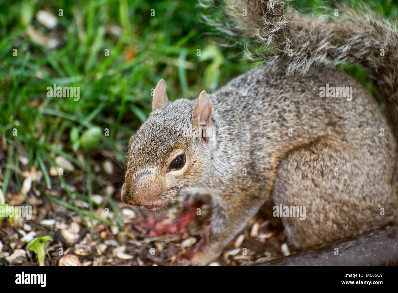 Sick rodent hi-res stock photography and images - Alamy