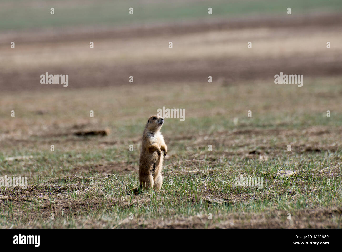 South Dakota. Badlands National Park. Black-tailed prairie dog ...