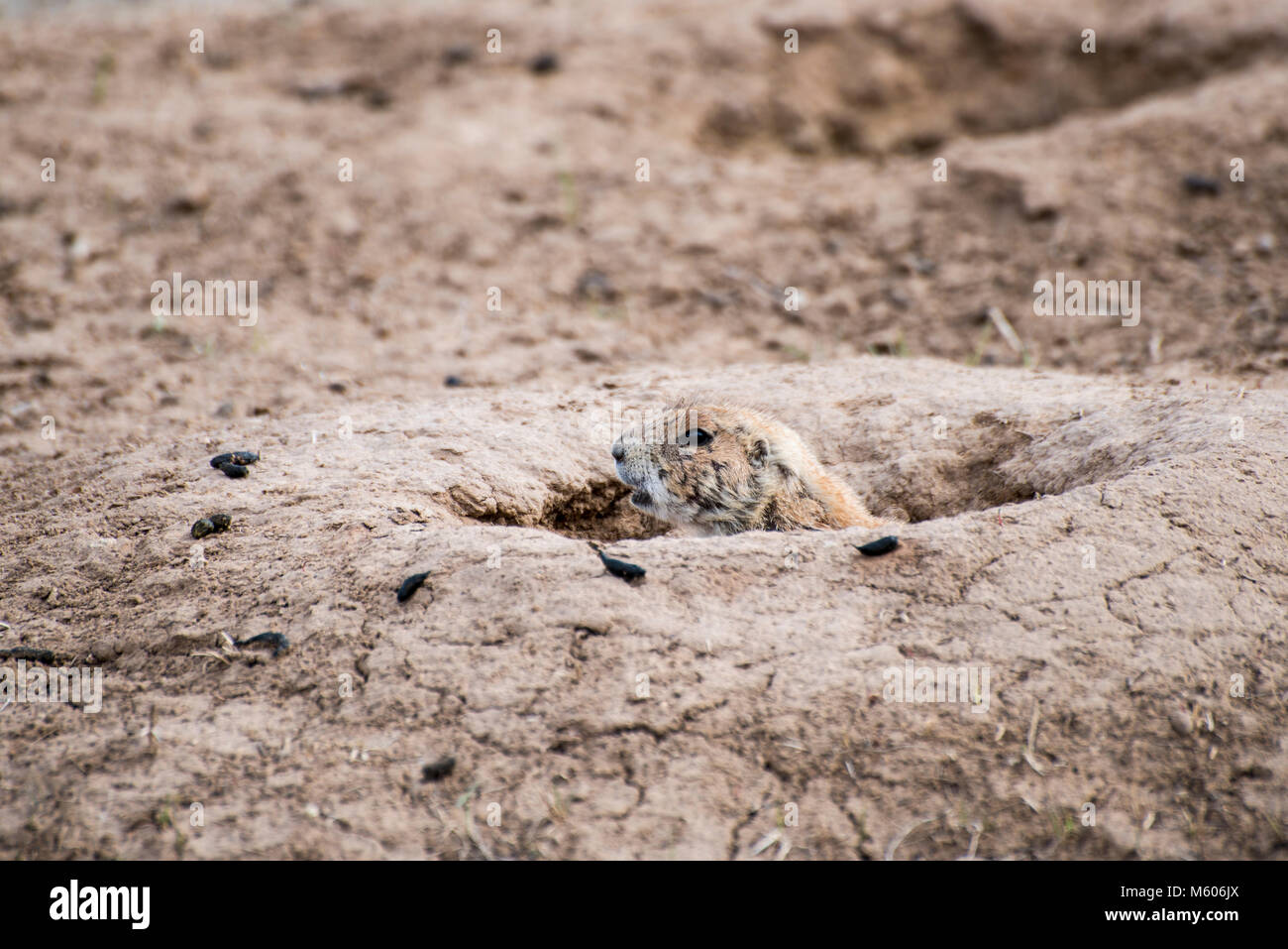 South Dakota. Badlands National Park. Black-tailed prairie dog, Cynomys ...
