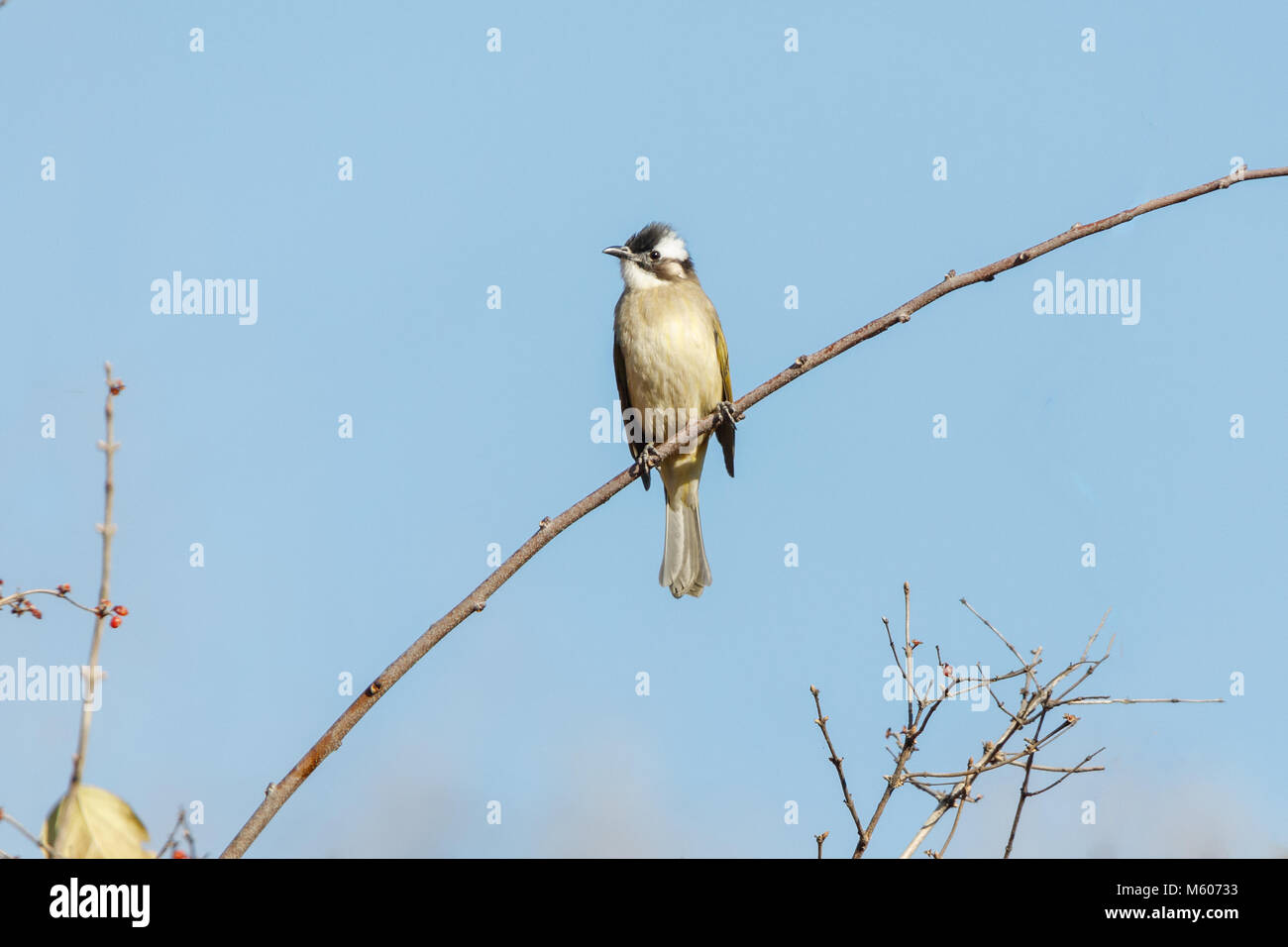 Light-vented Bulbul, Chinese Bulbul at beijing China Stock Photo - Alamy