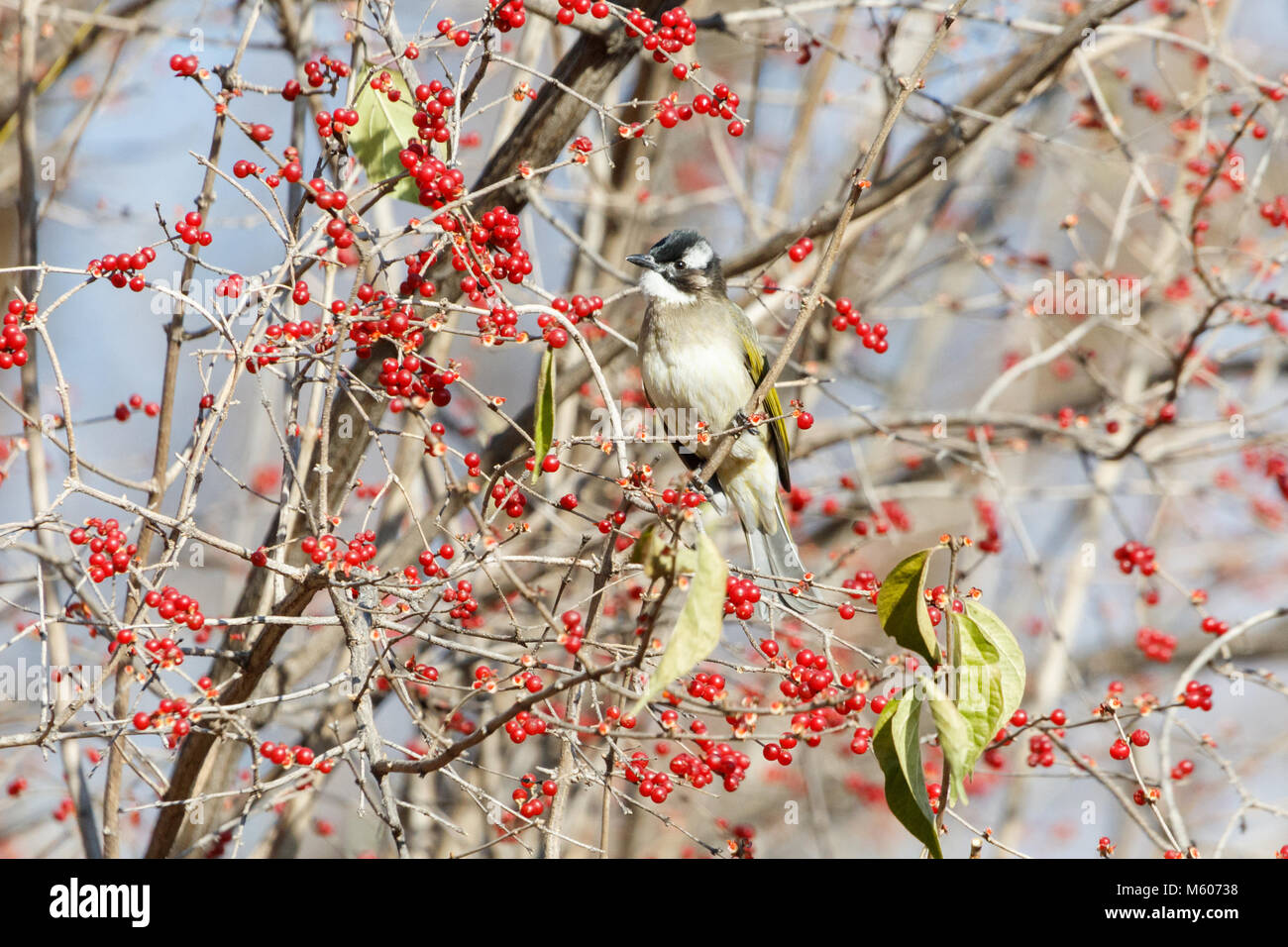 Chinese bird hi-res stock photography and images - Alamy