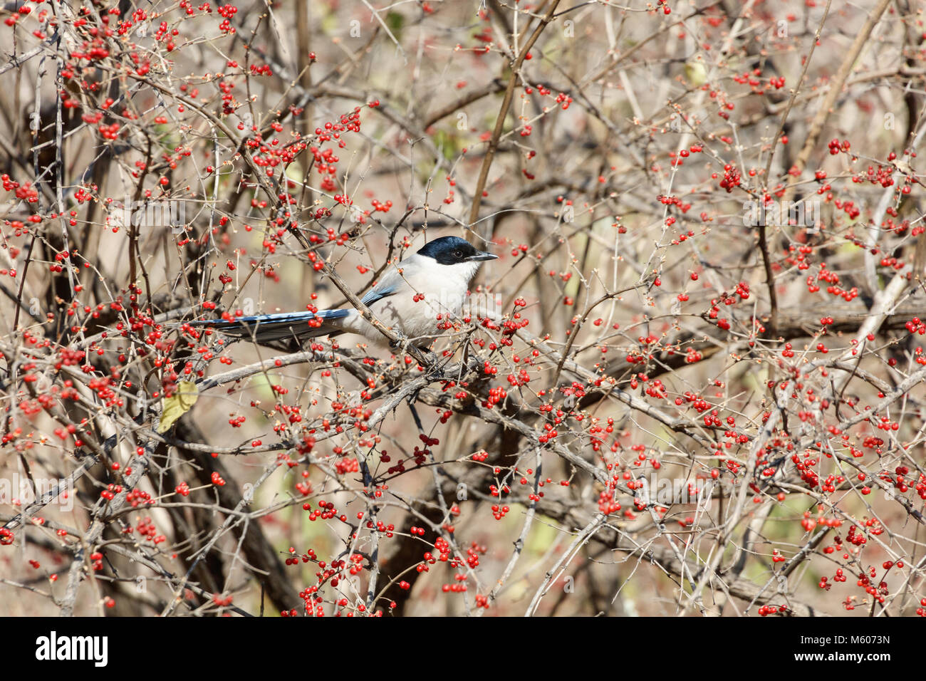 Azure-winged magpie and fruit tree at beijing China Stock Photo - Alamy