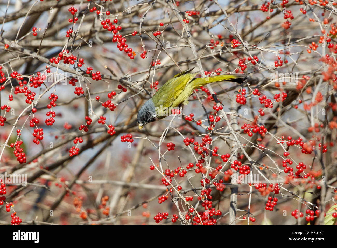 Collared finchbill and fruit tree at beijing China Stock Photo - Alamy