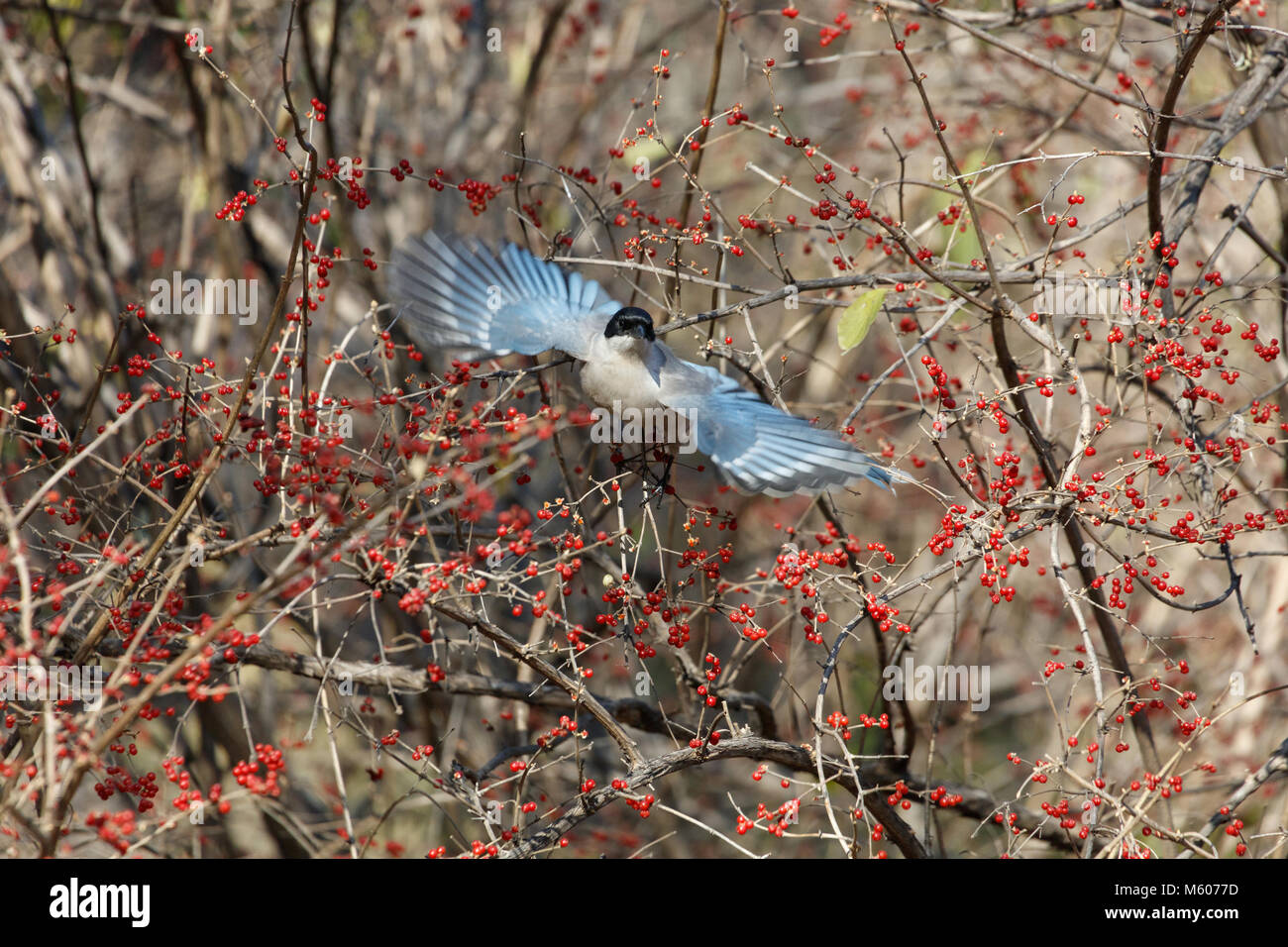 Azure-winged magpie and fruit tree at beijing China Stock Photo - Alamy