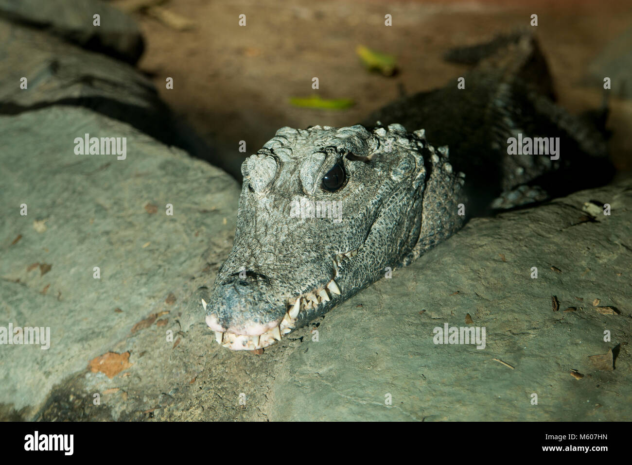 Apple Valley, Minnesota. Minnesota Zoo. West African Dwarf Crocodile ...