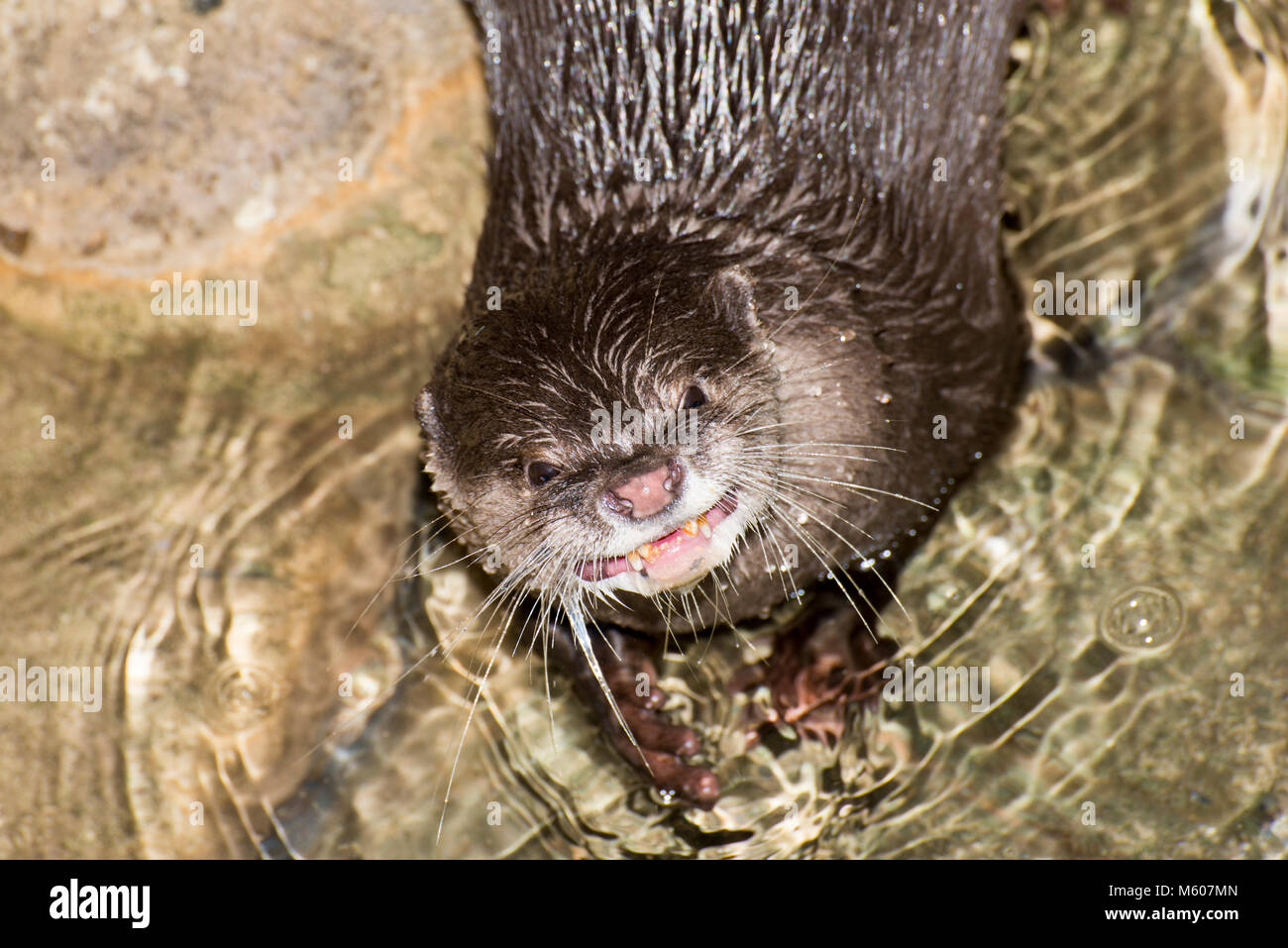 Apple Valley, Minnesota. Minnesota Zoo. Small-clawed otter; Aonyx ...