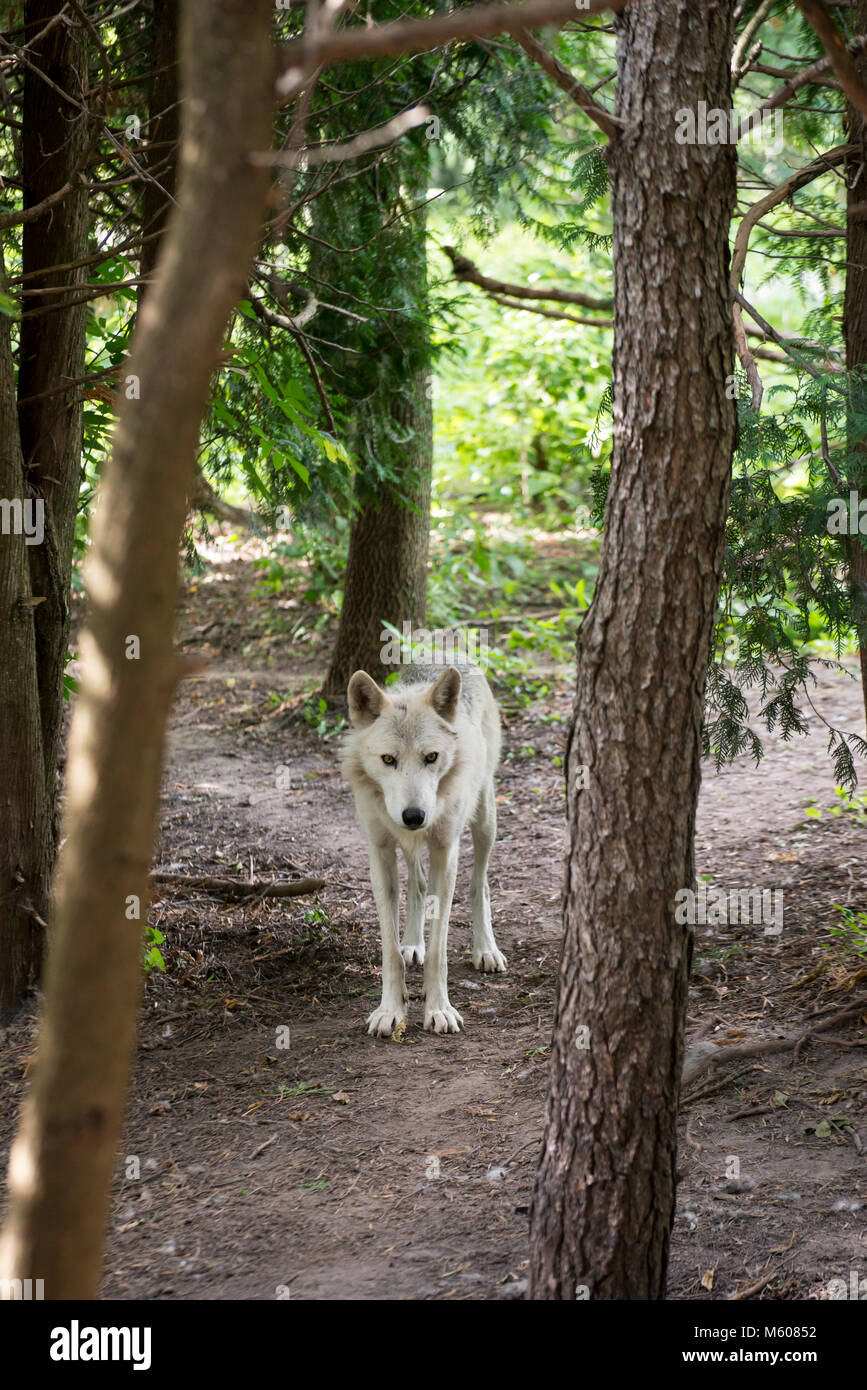 Apple Valley, Minnesota. Minnesota Zoo. Gray Wolf, Canis lupus Stock ...