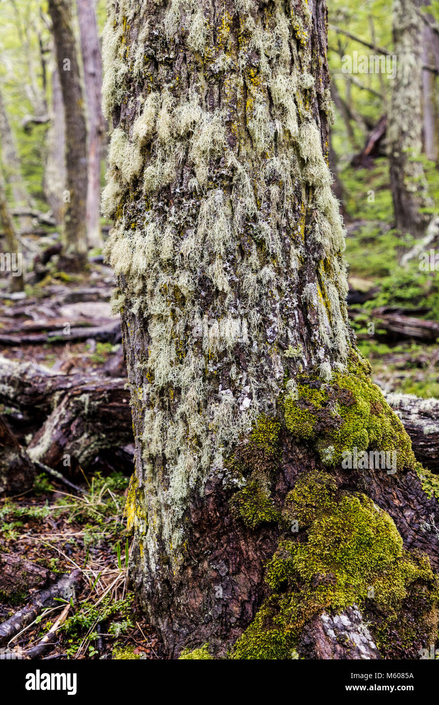 Moss & lichen grow in Beech tree forest; Sendero a la Cascada Velo de ...